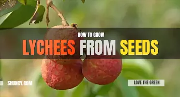 How to grow lychee trees | ShunCy - Love the green