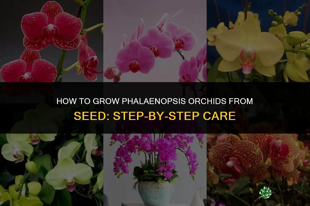 How To Grow Phalaenopsis Orchids From Seed: Step-By-Step Care | ShunCy