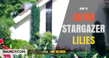 How To Grow Stargazer Lilies: Planting, Care, And Bloom Tips | ShunCy