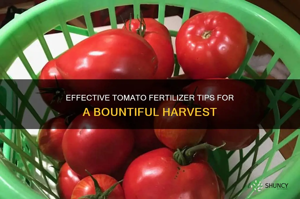 Effective Tomato Fertilizer Tips For A Bountiful Harvest | ShunCy
