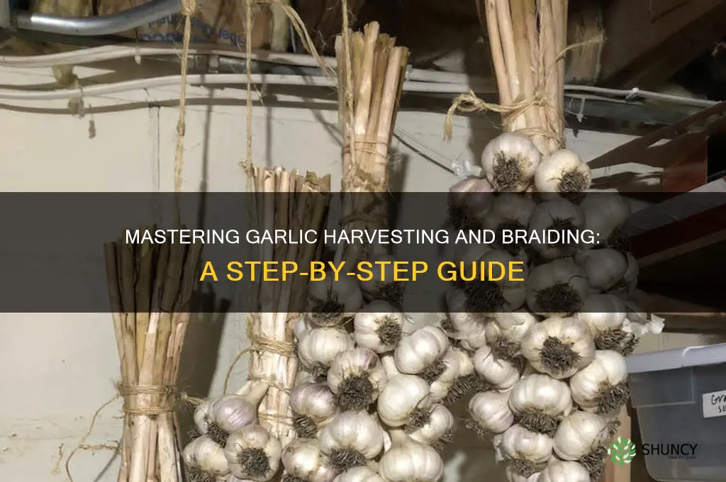 Mastering Garlic Harvesting And Braiding: A Step-By-Step Guide | ShunCy