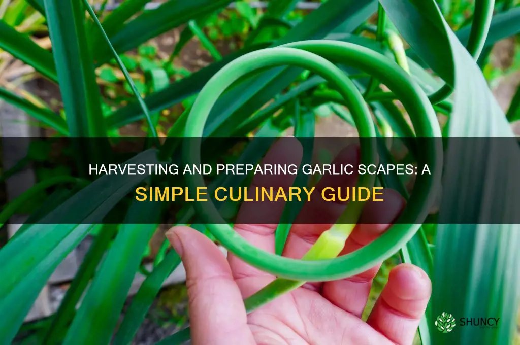 Harvesting And Preparing Garlic Scapes: A Simple Culinary Guide | ShunCy