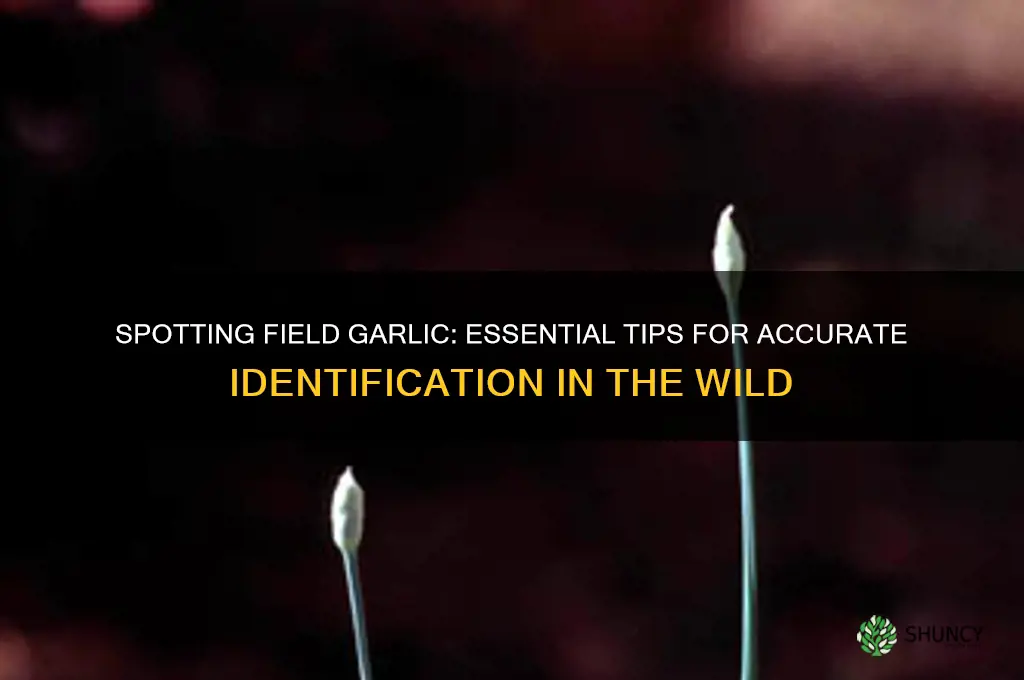 Spotting Field Garlic: Essential Tips For Accurate Identification In ...