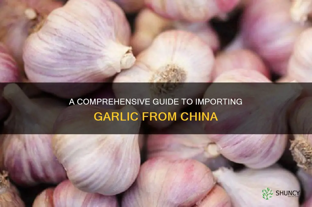 A Comprehensive Guide To Importing Garlic From China | ShunCy