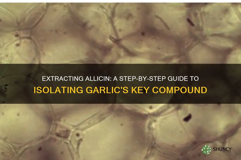 Extracting Allicin: A Step-By-Step Guide To Isolating Garlic's Key ...