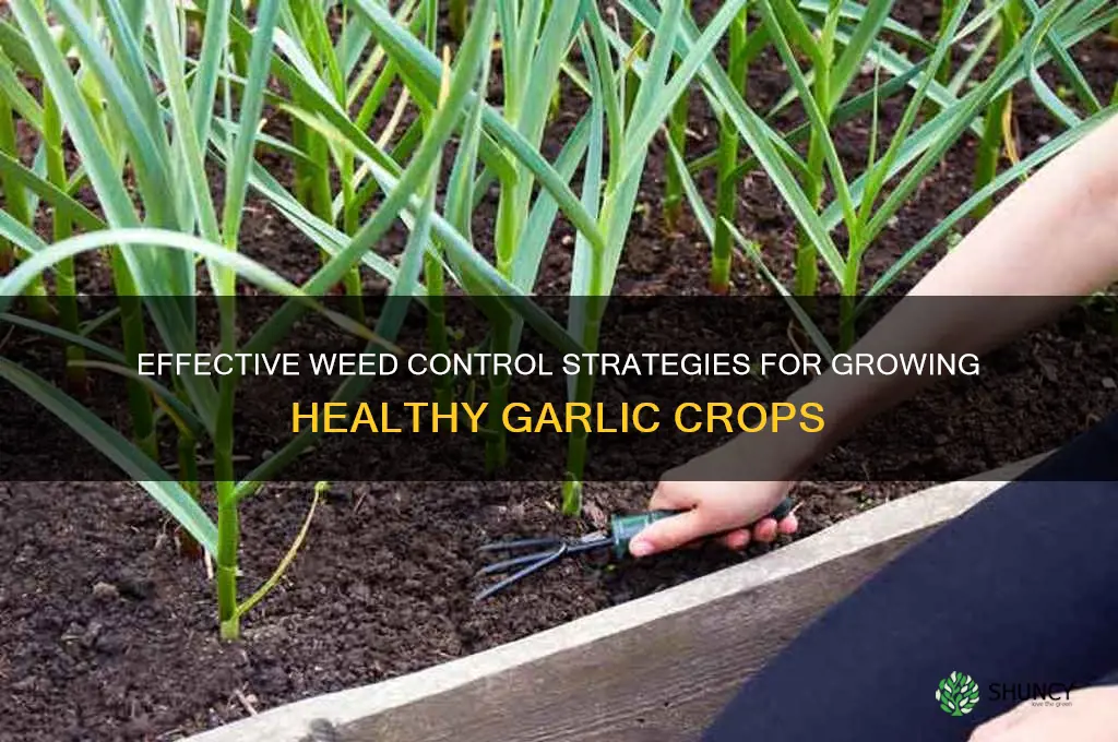 Effective Weed Control Strategies For Growing Healthy Garlic Crops | ShunCy
