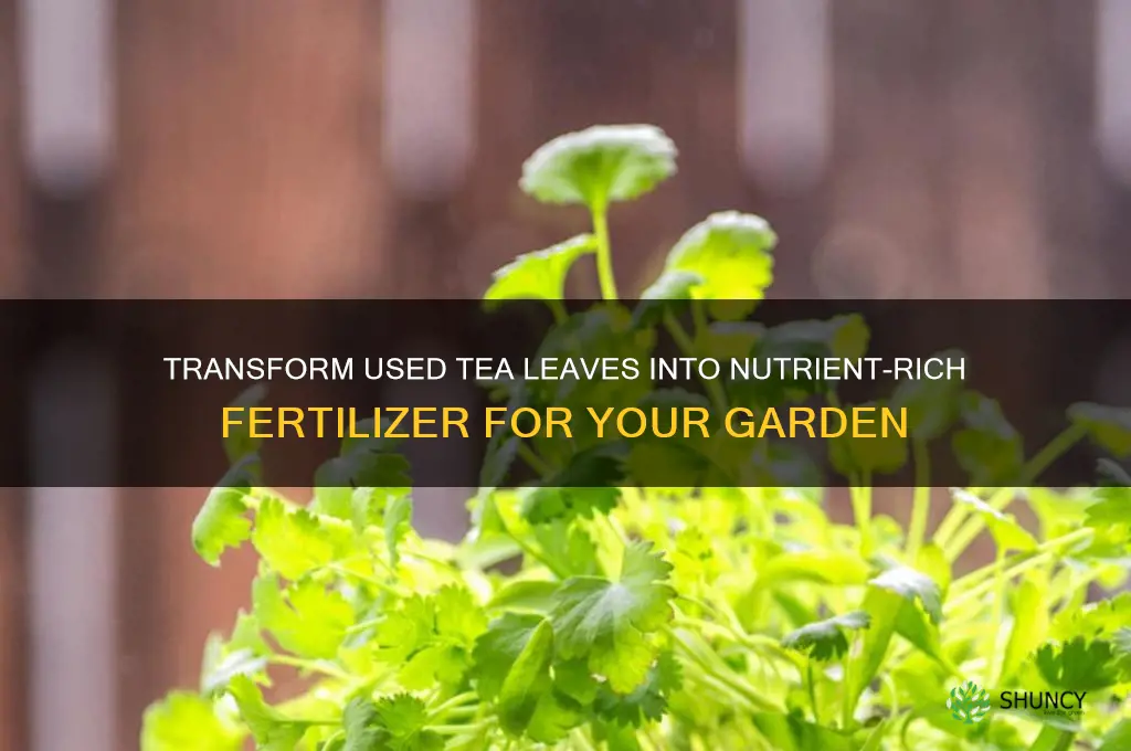 Transform Used Tea Leaves Into Nutrient-Rich Fertilizer For Your Garden ...