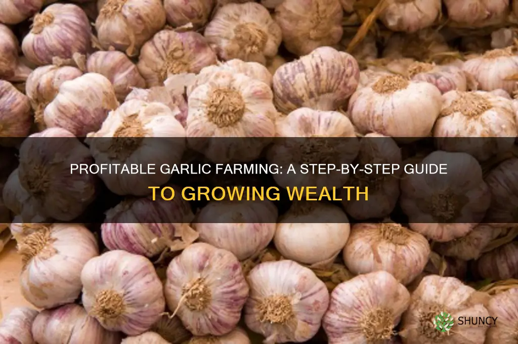 Profitable Garlic Farming: A Step-By-Step Guide To Growing Wealth | ShunCy