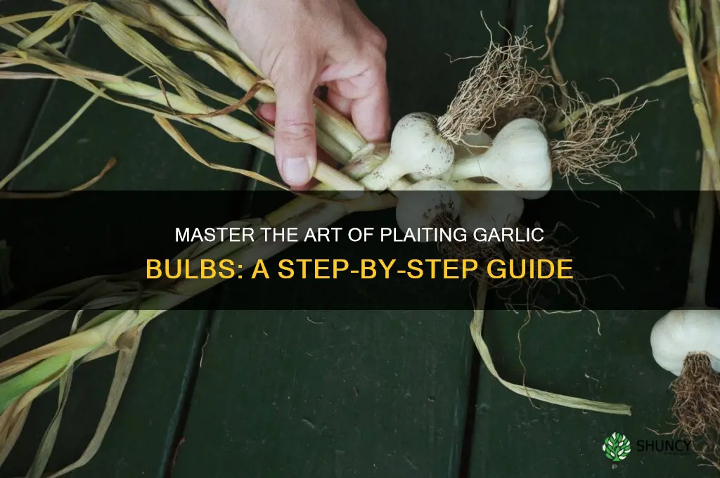 Master The Art Of Plaiting Garlic Bulbs: A Step-By-Step Guide | ShunCy