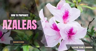 How to grow azaleas from cuttings | ShunCy - Love the green