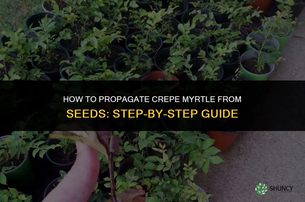 How To Propagate Crepe Myrtle From Seeds: Step-By-Step Guide | ShunCy