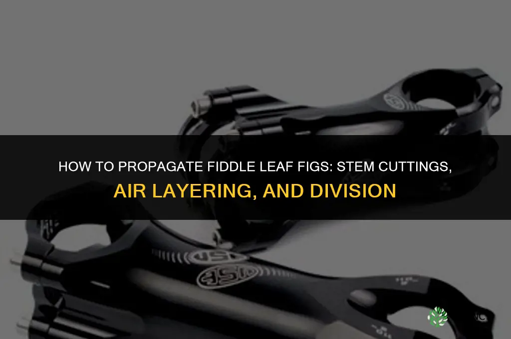 How To Propagate Fiddle Leaf Figs: Stem Cuttings, Air Layering, And ...