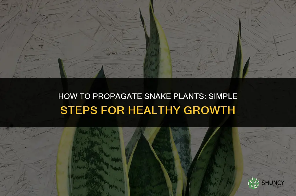 How To Propagate Snake Plants: Simple Steps For Healthy Growth | ShunCy