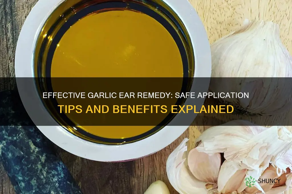 Effective Garlic Ear Remedy: Safe Application Tips And Benefits ...