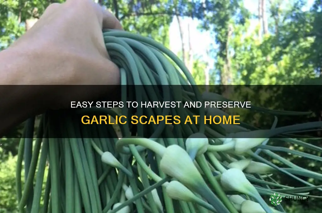 Easy Steps To Harvest And Preserve Garlic Scapes At Home | ShunCy