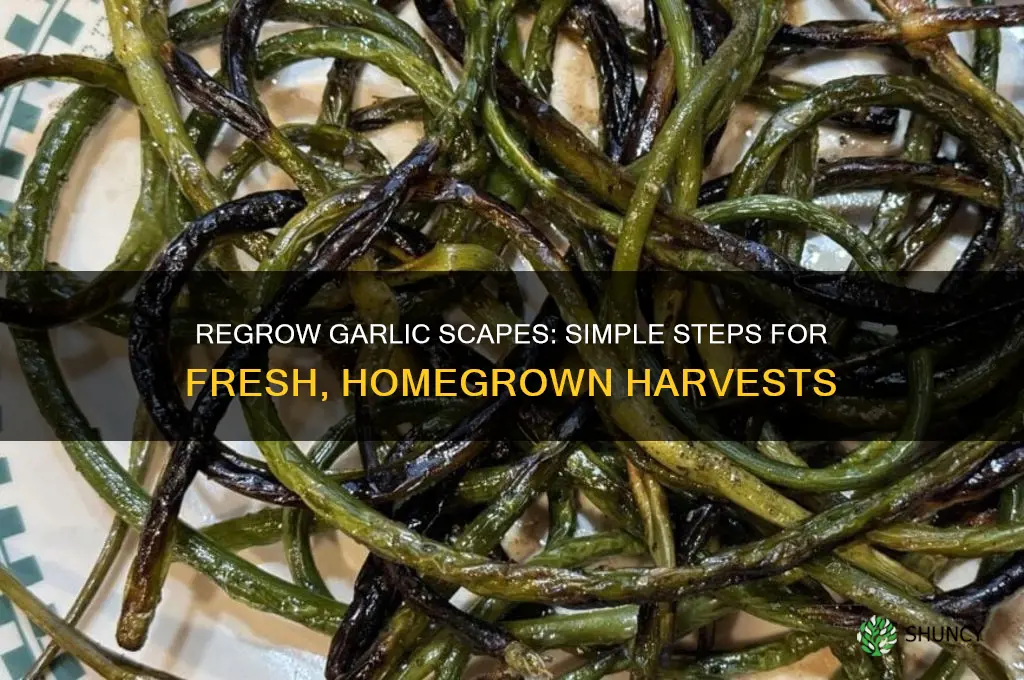 Regrow Garlic Scapes: Simple Steps For Fresh, Homegrown Harvests | ShunCy