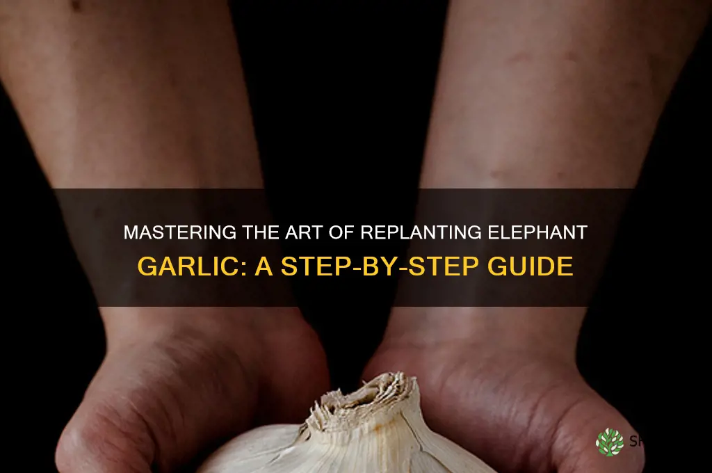 Mastering The Art Of Replanting Elephant Garlic: A Step-By-Step Guide ...