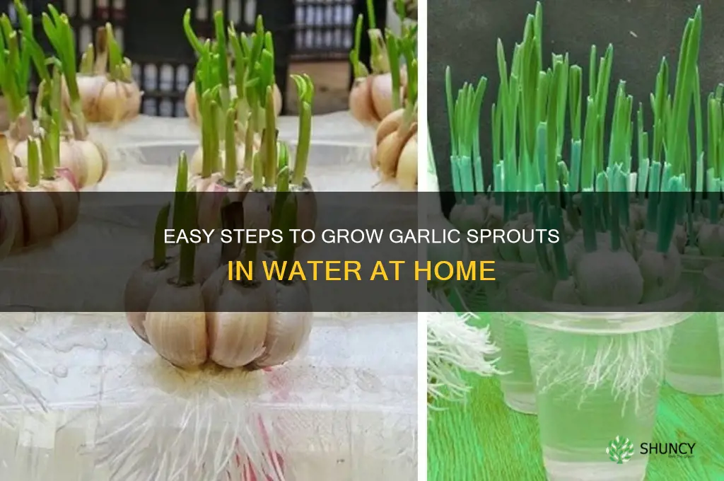 Easy Steps To Grow Garlic Sprouts In Water At Home | ShunCy