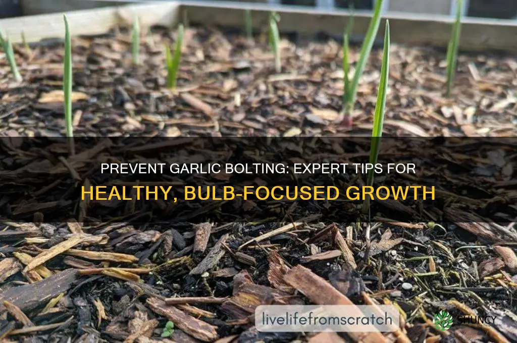 Prevent Garlic Bolting: Expert Tips For Healthy, Bulb-Focused Growth ...