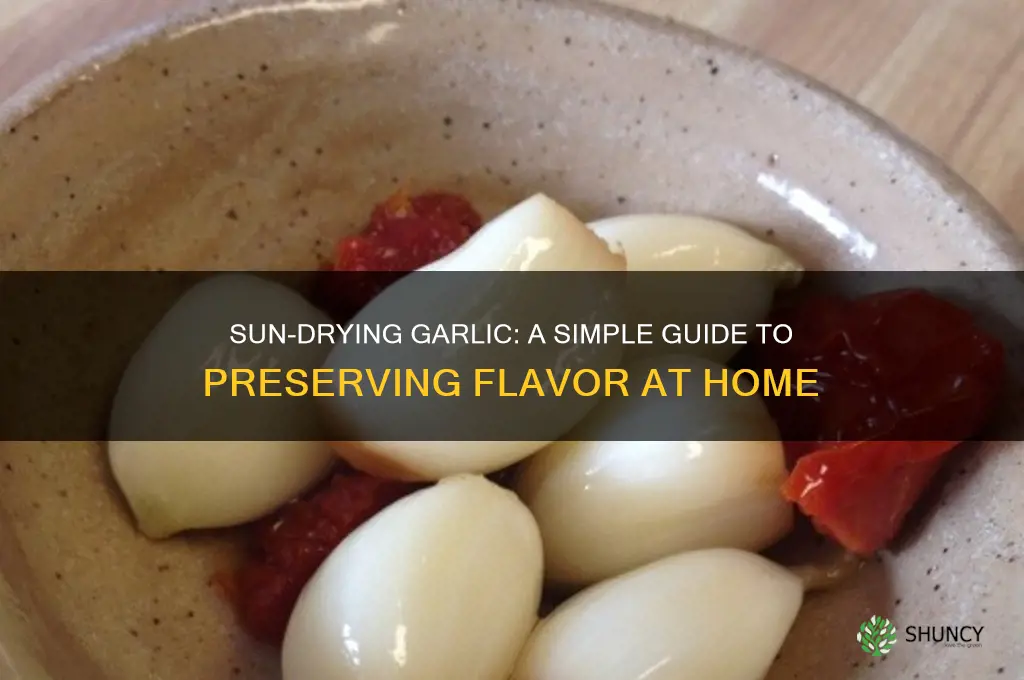 Sun-Drying Garlic: A Simple Guide To Preserving Flavor At Home | ShunCy