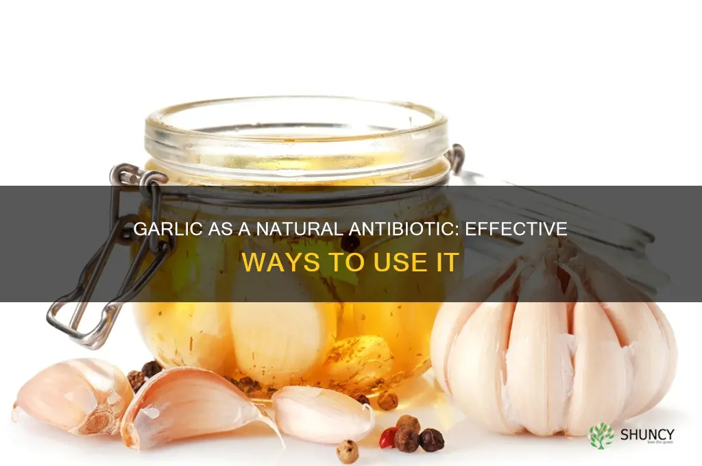 Garlic As A Natural Antibiotic: Effective Ways To Use It | ShunCy