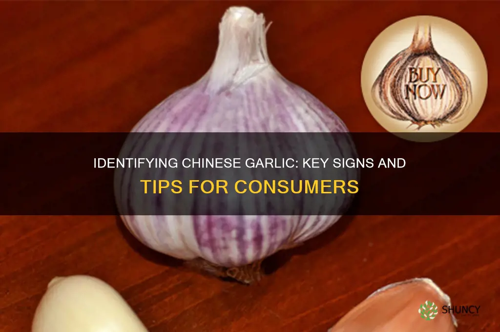 Identifying Chinese Garlic: Key Signs And Tips For Consumers | ShunCy