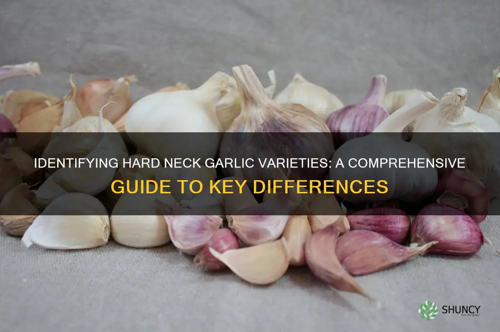 Identifying Hard Neck Garlic Varieties: A Comprehensive Guide To Key ...