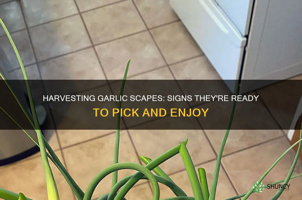 Harvesting Garlic Scapes: Signs They're Ready To Pick And Enjoy | ShunCy