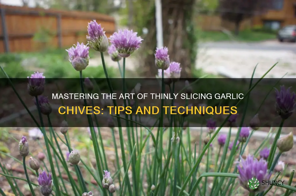 Mastering The Art Of Thinly Slicing Garlic Chives: Tips And Techniques ...