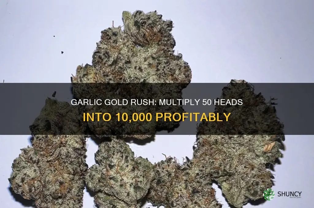 Garlic Gold Rush: Multiply 50 Heads Into 10,000 Profitably | ShunCy