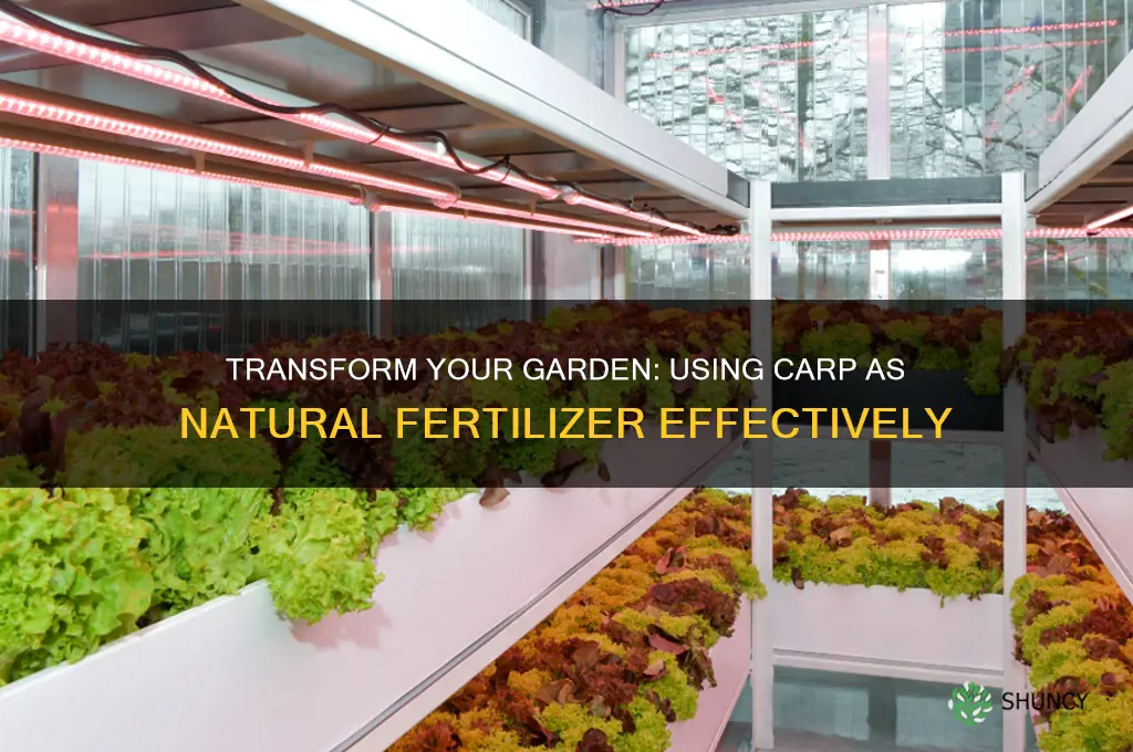 Transform Your Garden: Using Carp As Natural Fertilizer Effectively ...