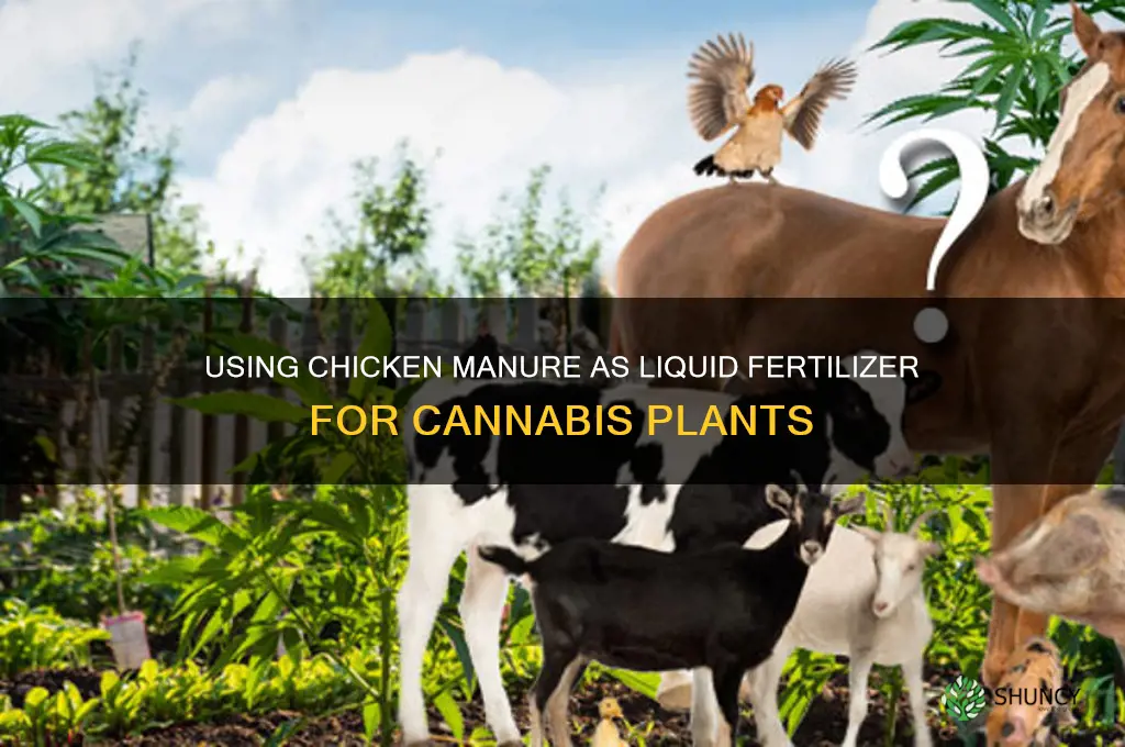 Using Chicken Manure As Liquid Fertilizer For Cannabis Plants | ShunCy