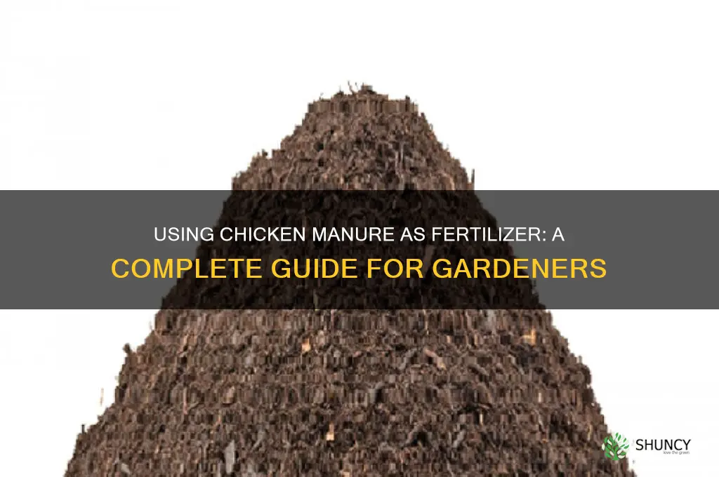 Using Chicken Manure As Fertilizer: A Complete Guide For Gardeners | ShunCy