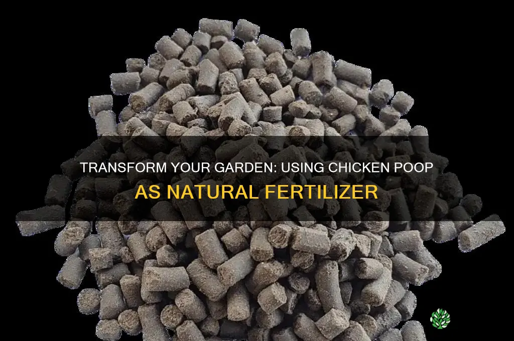 Transform Your Garden: Using Chicken Poop As Natural Fertilizer | ShunCy