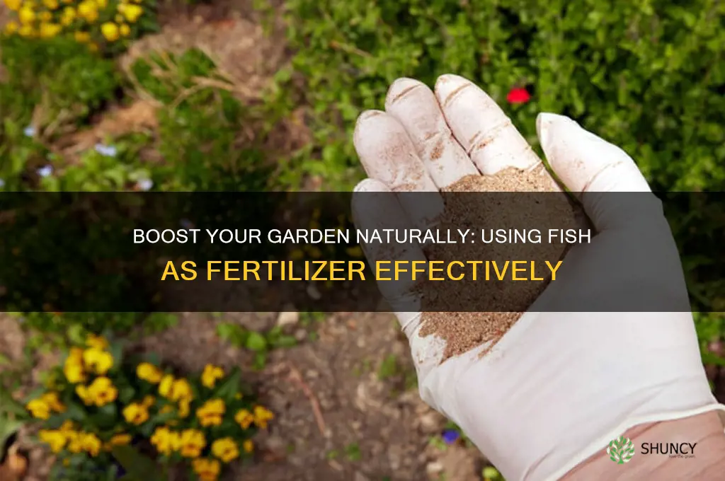 Boost Your Garden Naturally: Using Fish As Fertilizer Effectively | ShunCy