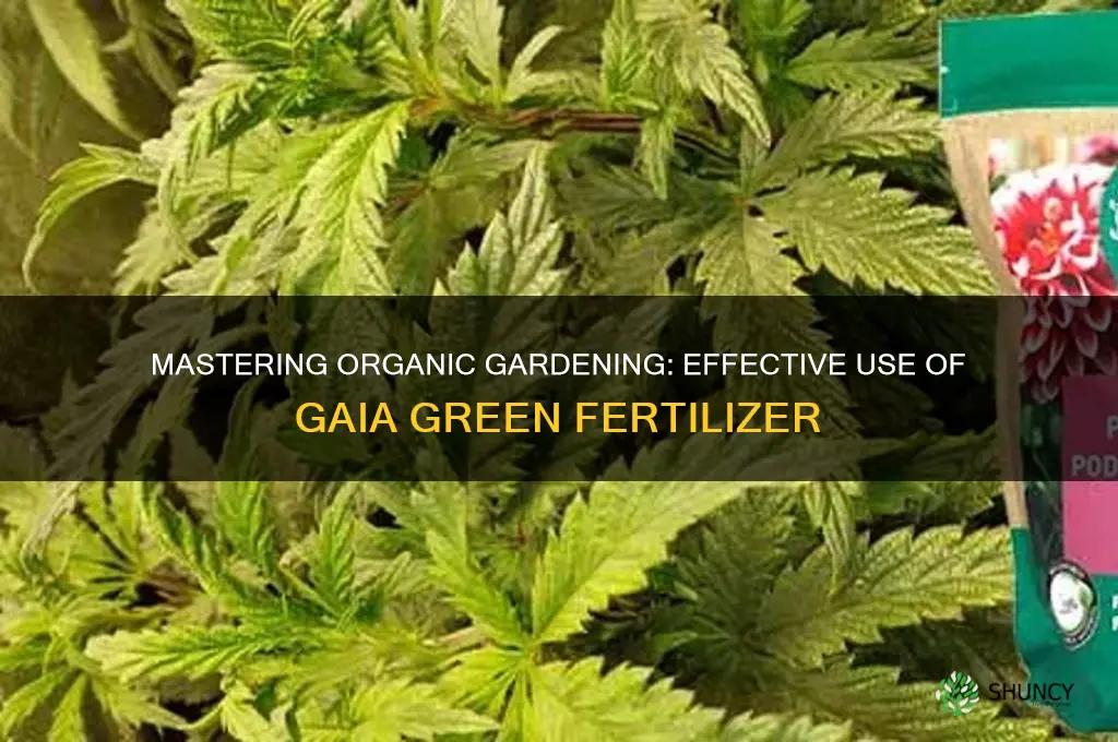 Mastering Organic Gardening: Effective Use Of Gaia Green Fertilizer ...