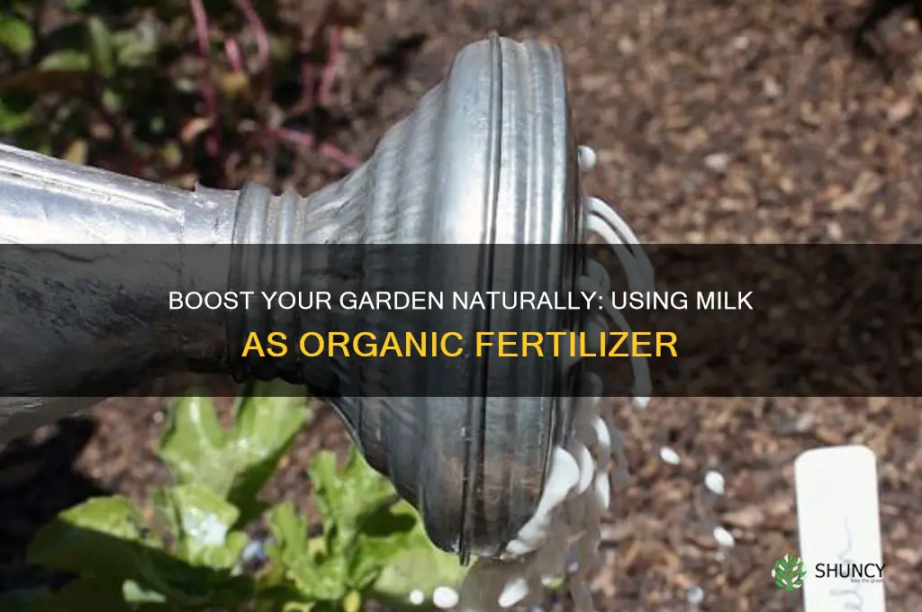 Boost Your Garden Naturally: Using Milk As Organic Fertilizer | ShunCy