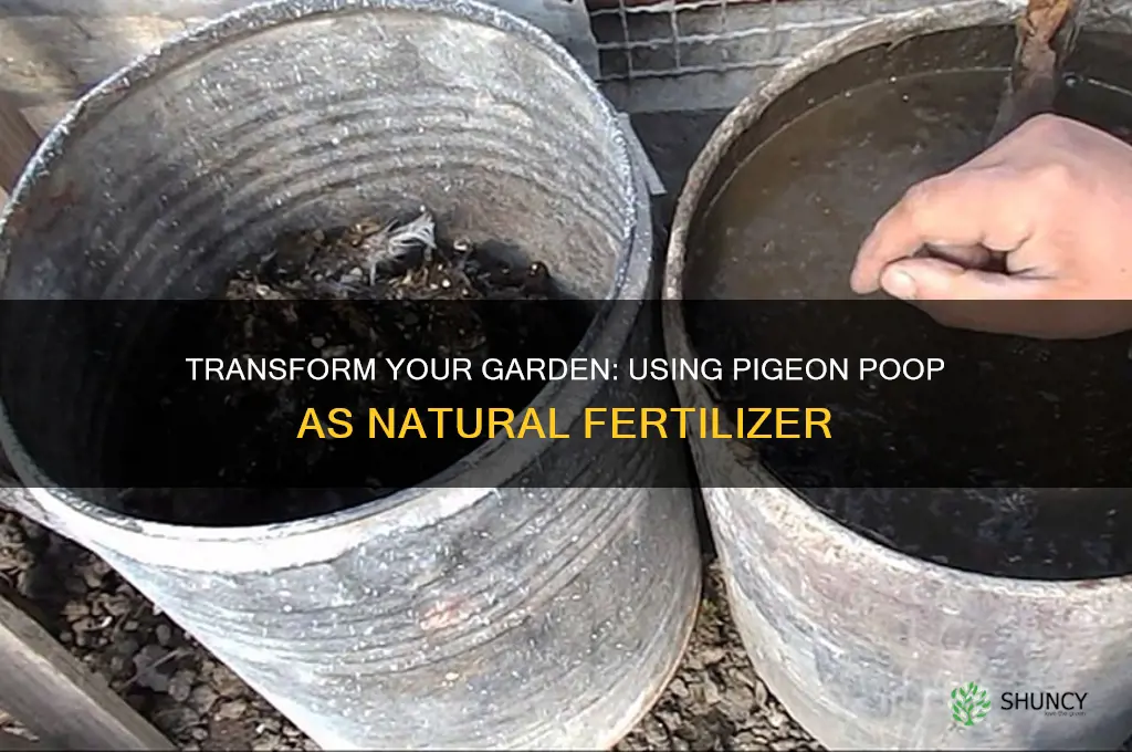 Transform Your Garden: Using Pigeon Poop As Natural Fertilizer | ShunCy