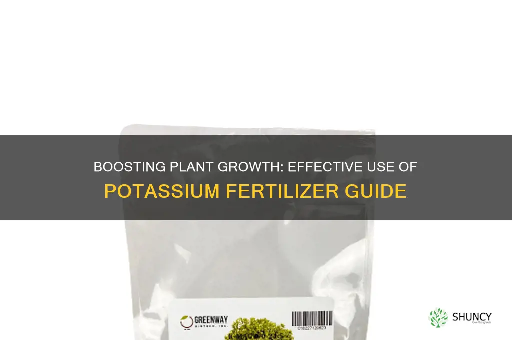 Boosting Plant Growth: Effective Use Of Potassium Fertilizer Guide | ShunCy