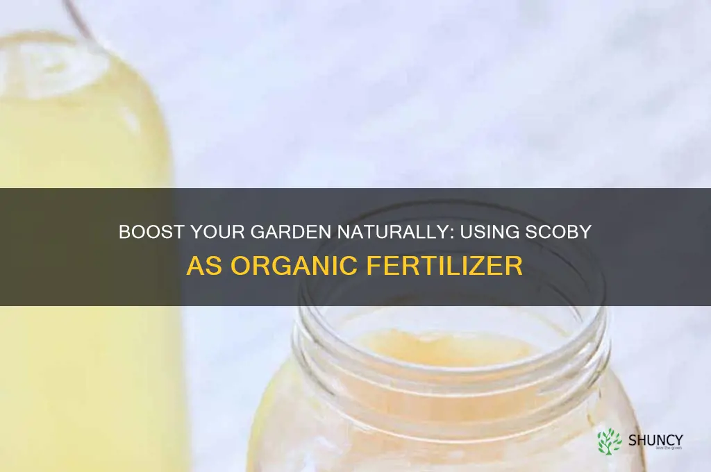 Boost Your Garden Naturally: Using Scoby As Organic Fertilizer | ShunCy