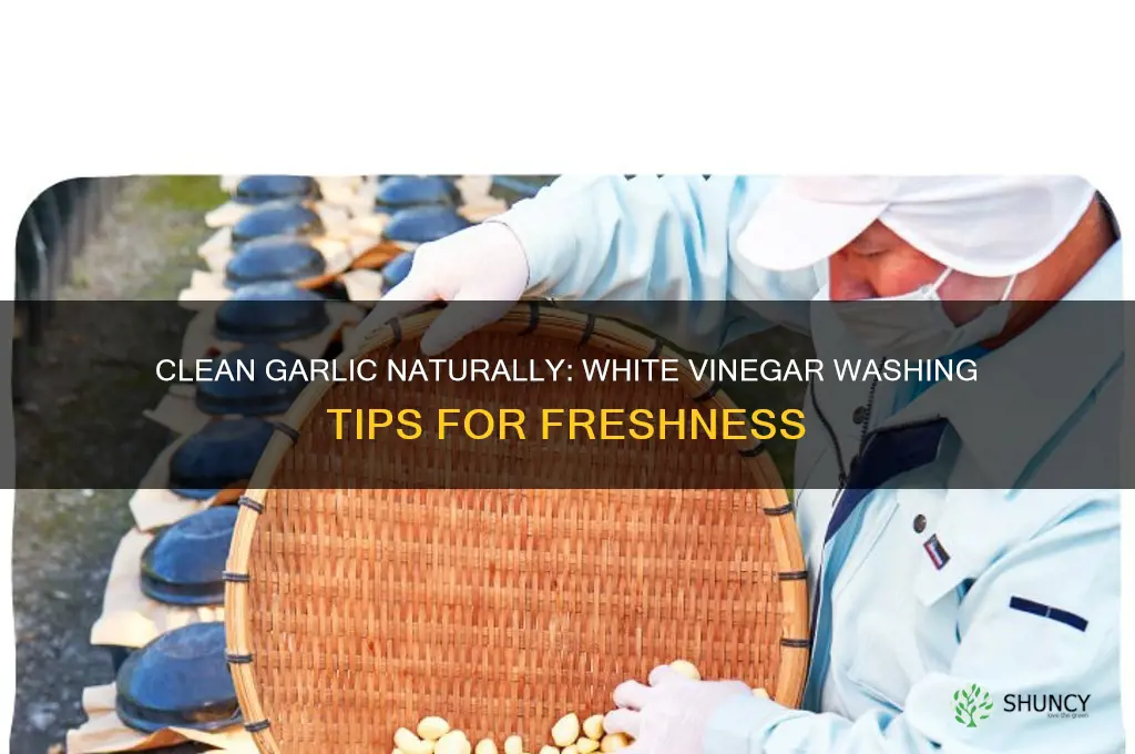 Clean Garlic Naturally: White Vinegar Washing Tips For Freshness | ShunCy