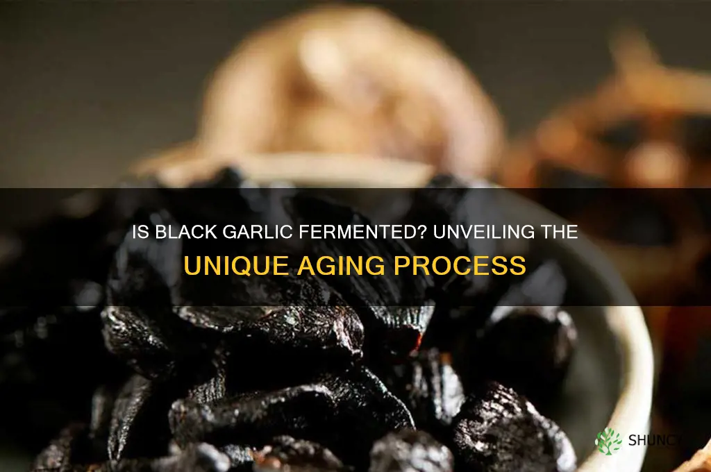 Is Black Garlic Fermented? Unveiling The Unique Aging Process | ShunCy