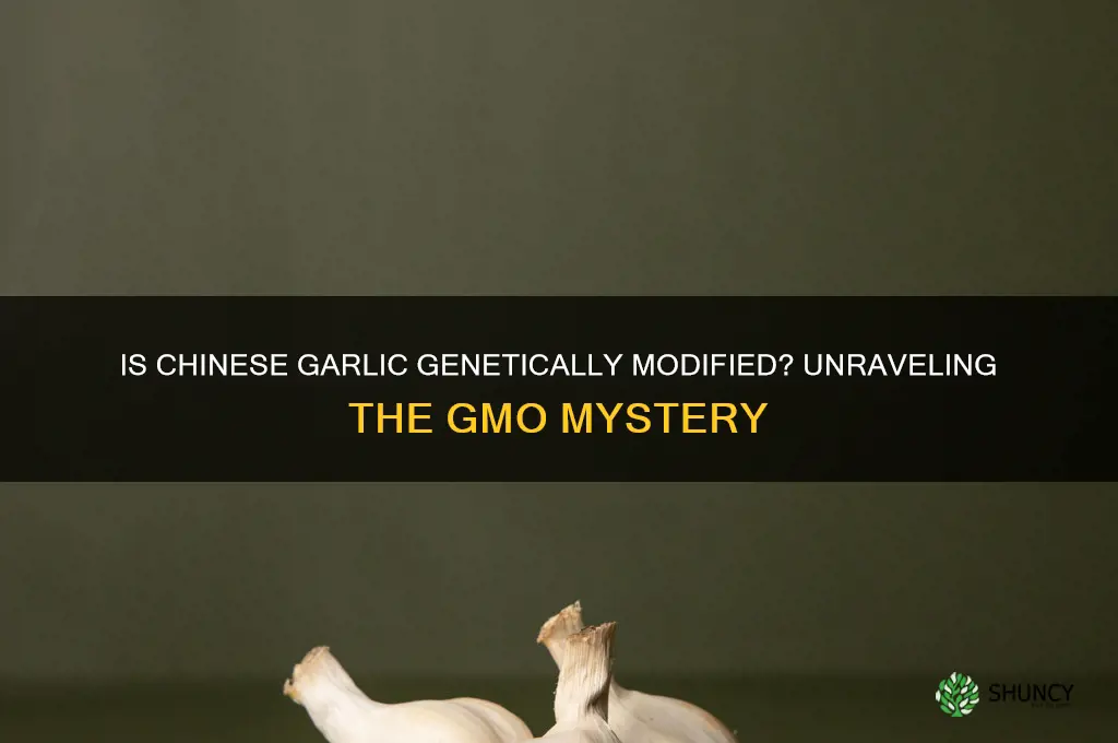 Is Chinese Garlic Genetically Modified? Unraveling The Gmo Mystery | ShunCy
