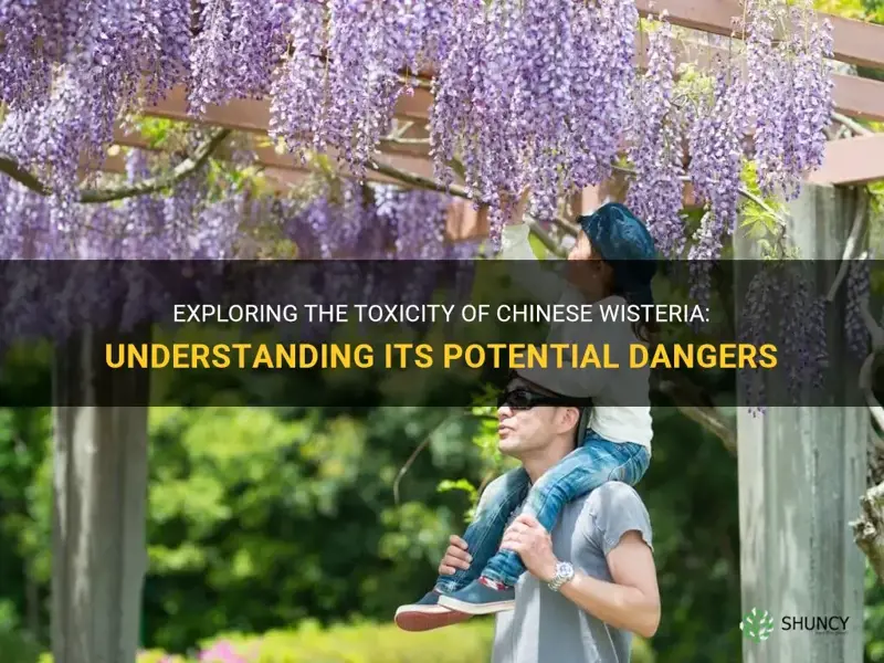 Exploring The Toxicity Of Chinese Wisteria Understanding Its Potential Exploring The Toxicity Of Chinese Wisteria Understanding Its Potential