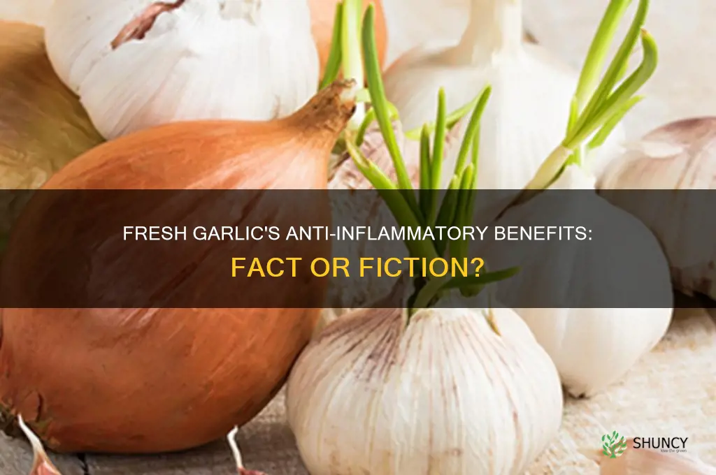 Fresh Garlic's Anti-Inflammatory Benefits: Fact Or Fiction? | ShunCy