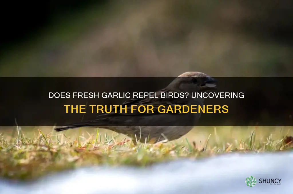 Does Fresh Garlic Repel Birds? Uncovering The Truth For Gardeners | ShunCy