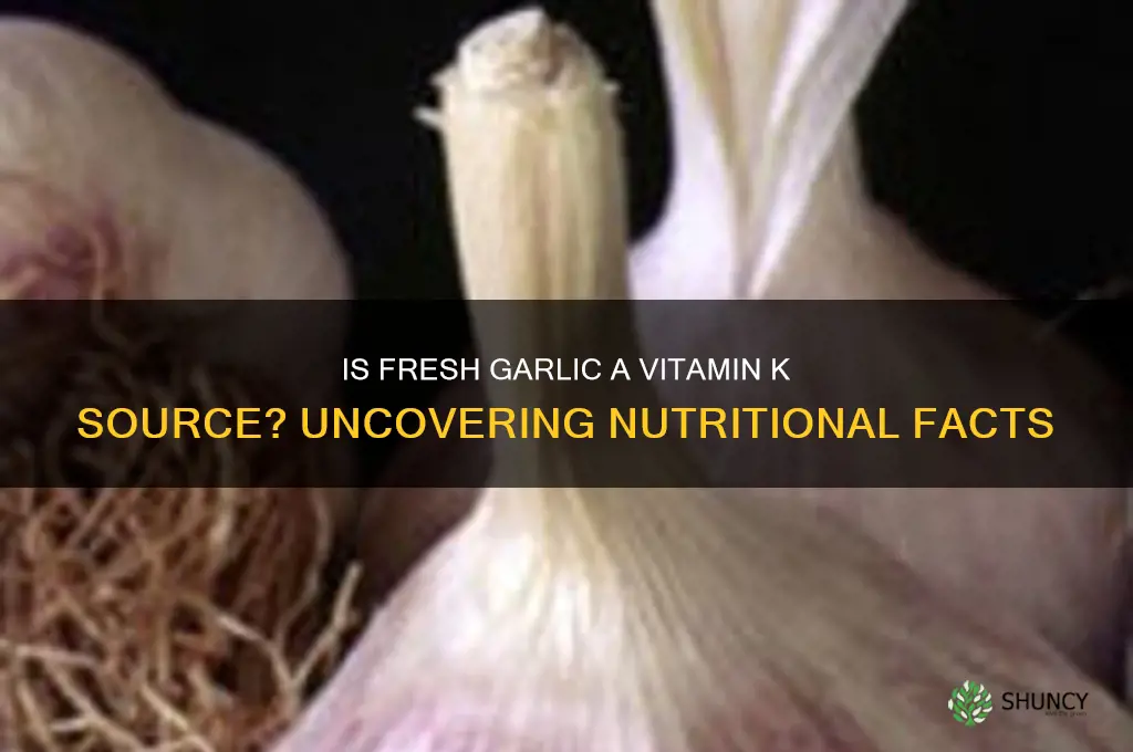 Is Fresh Garlic A Vitamin K Source? Uncovering Nutritional Facts | ShunCy