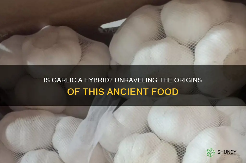 Is Garlic A Hybrid? Unraveling The Origins Of This Ancient Food | ShunCy