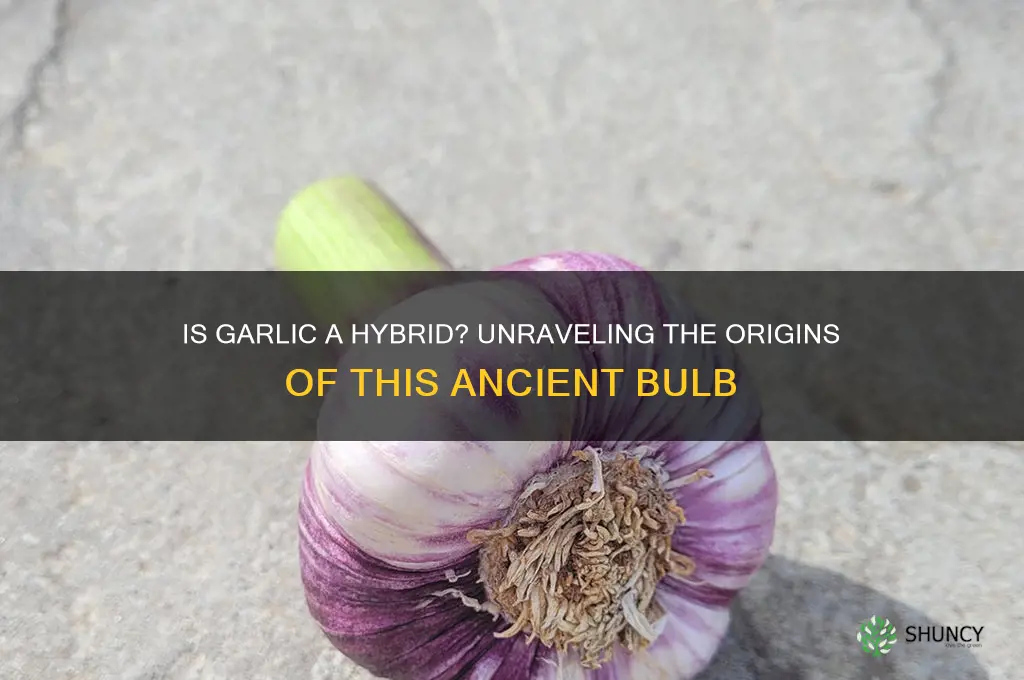 Is Garlic A Hybrid? Unraveling The Origins Of This Ancient Bulb | ShunCy