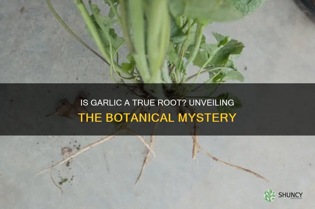 Is Garlic A True Root? Unveiling The Botanical Mystery | ShunCy